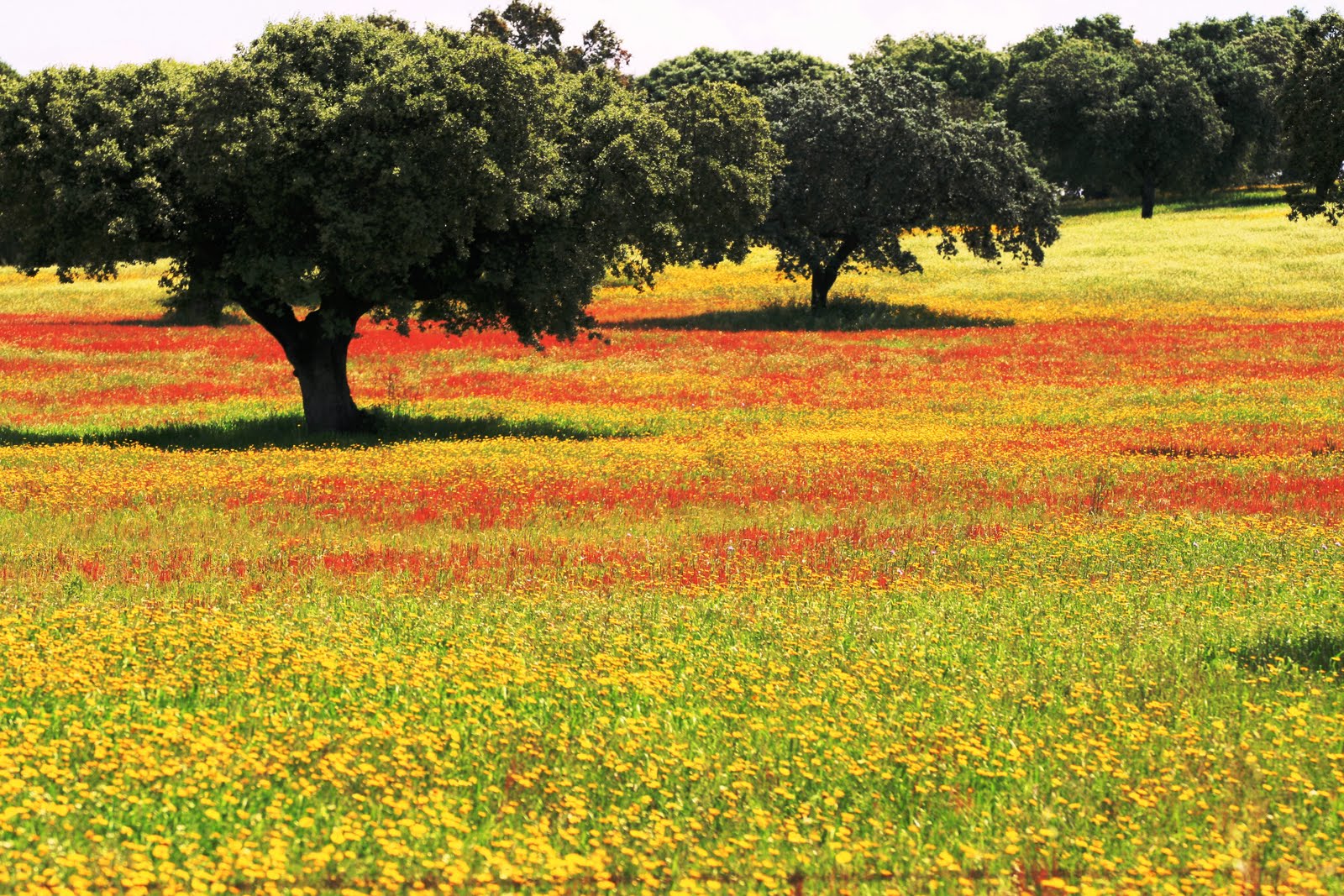 Sub-região Granja-Amareleja | DOP Alentejo
